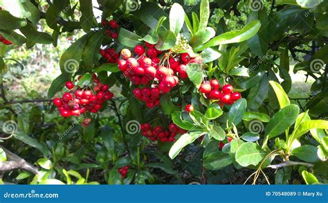 Fruits And Tree Stock Image Image Of Summer Fruits