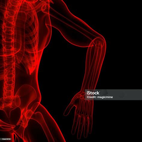 Anatomi Sendi Tulang Sistem Kerangka Manusia Foto Stok Unduh Gambar