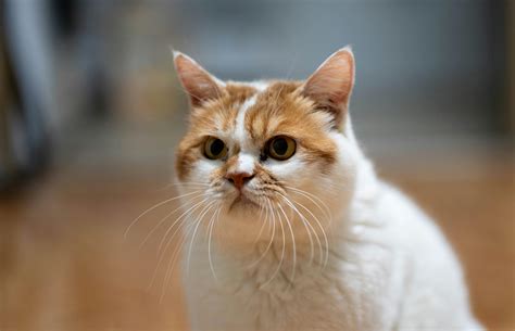 Shortshortstopless Photos Download The Best Free Shortshorts