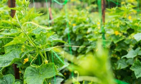 How Trellis Netting Revolutionizes Plant Support EyouAgro