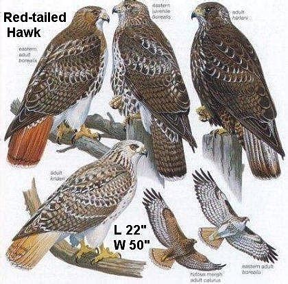 Red Tailed Hawk Soaring Chicken Hawk Animal Pictures And Facts