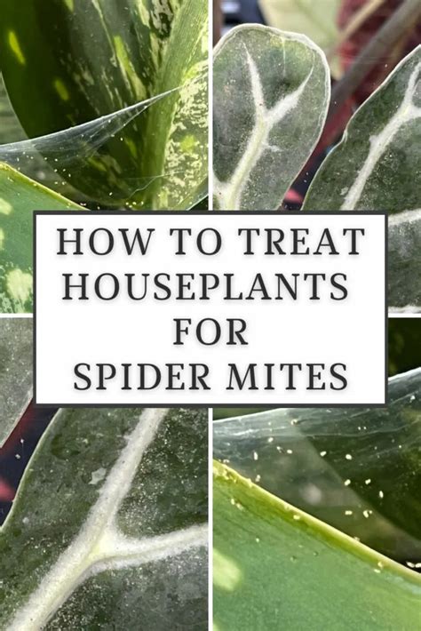 How To Get Rid Of Spider Mites 13 Ways To Kill Spider Mites 49 Off