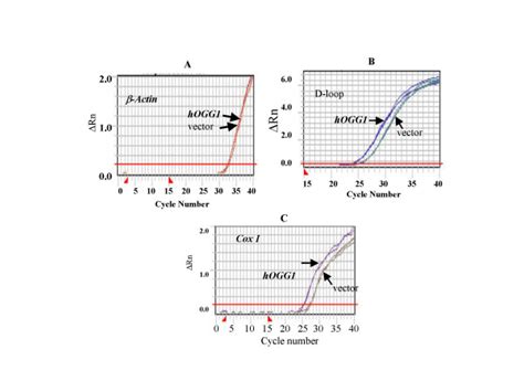 Real Time Pcr Amplification Curves Representative Real Time Pcr Download Scientific Diagram