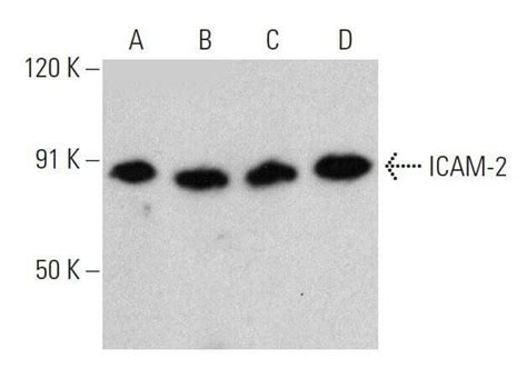 Icam 2 Antibody F 5 Scbt Santa Cruz Biotechnology
