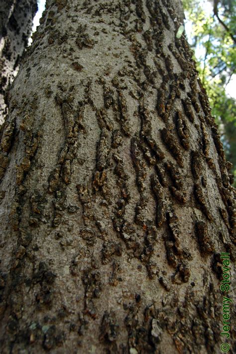 Sfa Dendro Ulmaceae Celtis Laevigata Sugarberry Lab 01