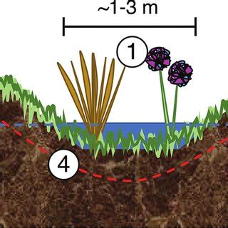 Cross Section Schematic Of A Bioretention Cell 1 Native Vegetation Download Scientific