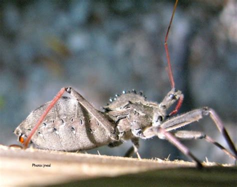 Wheel Bug Scent Glands Living With Insects Blog