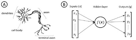 1 Schemes For Human Brain Neuron And An Artificial Neural Network Ann Download Scientific