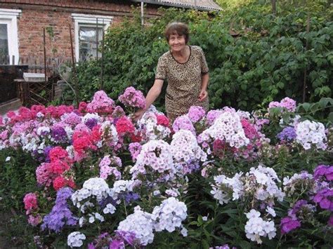 БЛОГ ПОЛЕЗНОСТЕЙ: ФЛОКСЫ В САДУ-ШЕСТЬ ПРИЧИН ВЫРОЖДЕНИЯ | Garden ...
