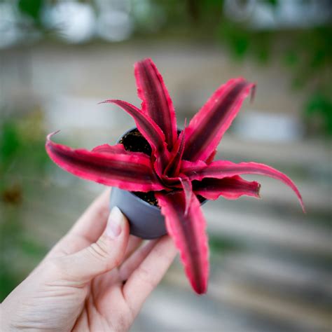 Cryptanthus Rubin Star 6 Cm Klorofyllverket Gröna Växter Online