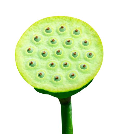 연꽃 연꽃 연꽃 연밥 식물 Png 일러스트 및 이미지 에 대한 무료 다운로드 Pngtree