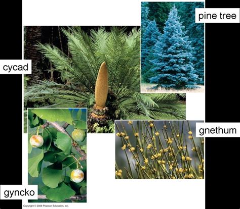 The Evolution Of Plants Evolution Of Plants Gymnosperm Plants