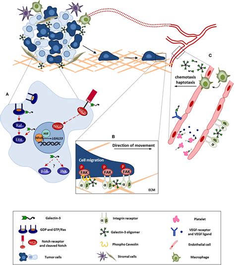 Signaling Pathway Galectin At Olivia Breillat Blog