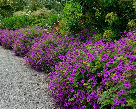 Geranium Anne Thomson Bare Roots Buy Magenta Cranesbill Online At