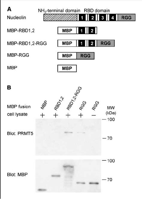 Interaction With Prmt5 Involves The Rbd12 And Rgg Domains Of