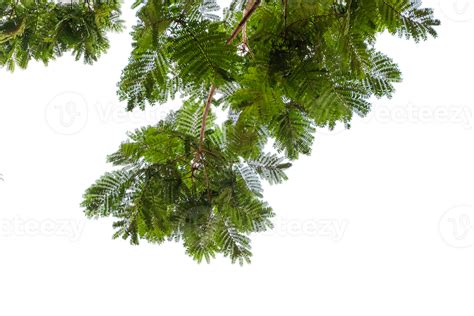 Branches Isolated Foreground Cut Out Background PNG