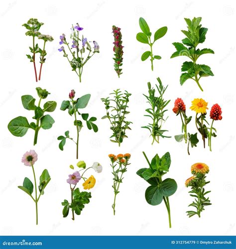 Different Types Of Seedlings From Flowers To Vegetables Creating A