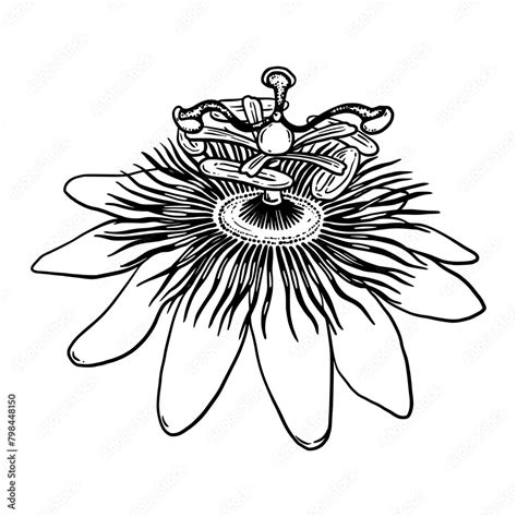 Passion Flower Outline Drawing Passiflora Hand Drawn Graphic Line Art