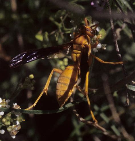 Large Yellow Paper Wasp Polistes Flavus Bugguidenet