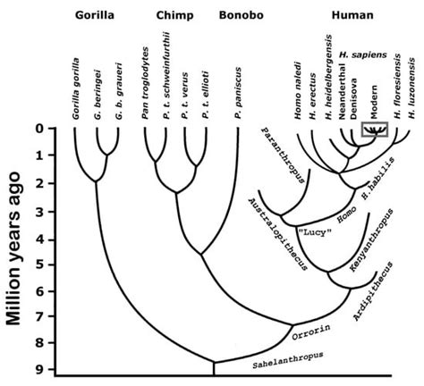 The Evolution Of Human Social Behavior