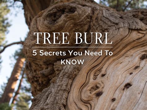 Norwegian Maple Tree Guide Growth And Identification