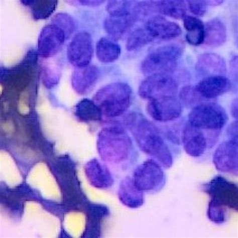 Count Cells Object Detection Dataset And Pre Trained Model By Pim