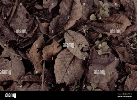 Leaves In Various Stages Of Decomposition Offering A Glimpse Into The
