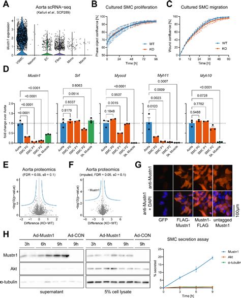 Figure 4 From Mustn1 Is A Smooth Muscle Cell Secreted Microprotein That