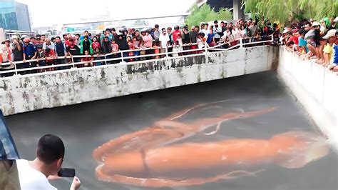 전세계를 충격에 빠뜨린 다리 아래에서 발견된 이상한 것들 Youtube