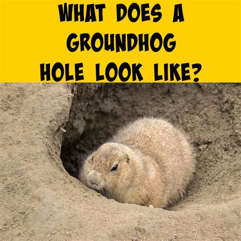 Groundhog Burrow Diagram At Getjessieblog Blog