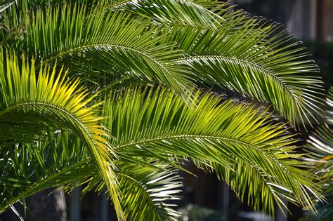 10 000 Free Palm Sunday Images And Palm Sunday Photos Pixabay
