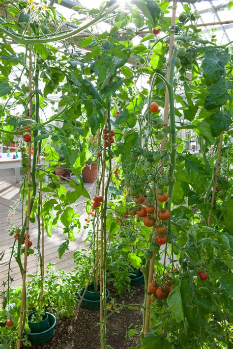 Square Tomato And Pepper Ring Culture Pots Sarah Raven