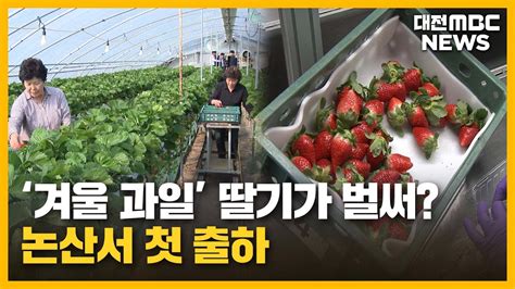 논산 딸기 첫 출하 한 달 앞당겨대전mbc Youtube