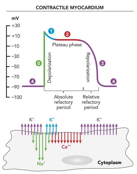 Understanding The Action Potential