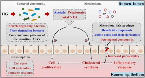 Multi Omics Analysis Revealed Coordinated Responses Of Rumen Microbiome And Epithelium To High