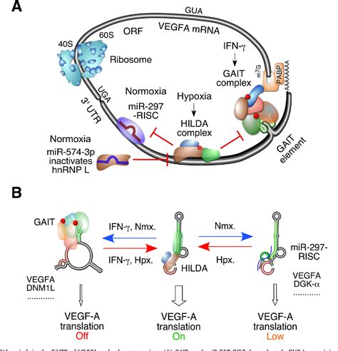 Figure 1 From Mammalian Rna Switches Molecular Rheostats In Gene Regulation Disease And
