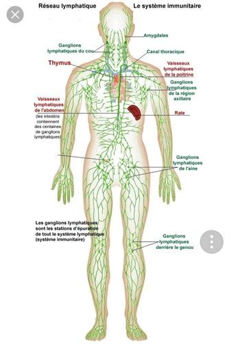 Le Système Lymphatique Cartes Quizlet