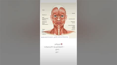 ესთეტიკური მედიცინის შემსწავლელი კურსები