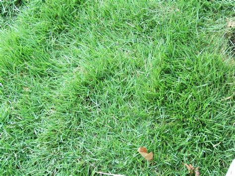 Emerald Zoysia Grass