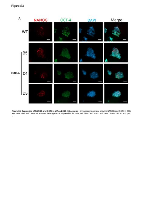 C3G Regulates STAT3 ERK Adhesion Signaling And Is Essential For Differentiation Of Embryonic