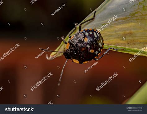 799 Imagens De Maria Fedida Imagens Fotos Stock E Vetores Shutterstock