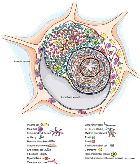 Immunoglobulin Ig Class Switching Occurs In Tertiary Lymphoid Tissues Download Scientific