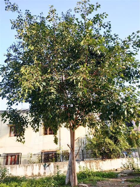 Redmi A Review Budget Blockbuster