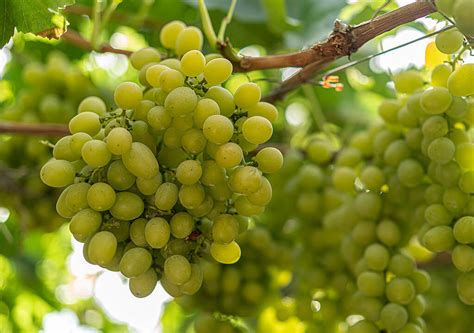El Mercado Europeo De La Uva De Mesa Oportunidad Y El Desafío