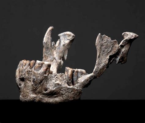 დმანისის მუზეუმ ნაკრძალი Check24