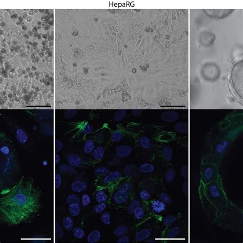 Morphology Of Primary Human Hepatocytes Phhs Hepatic Cell Line Download Scientific Diagram