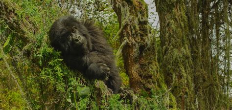 Dian Fossey National Geographic Bu Belgeselleri Kaçırma