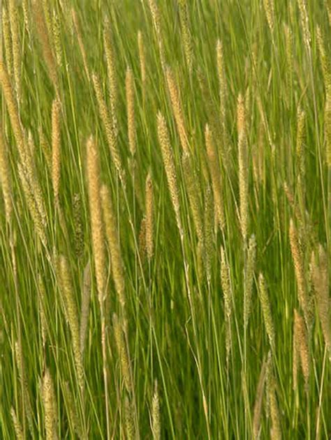 Pennisetum Spathiolatum Slender Veldt Grass El Nativo Growers