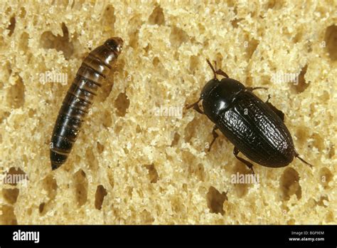 Mealworm Beetle Wings At Harrison Fulton Blog