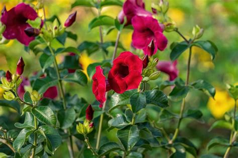 Página 4 Imágenes De Dicotiledoneas Descarga Gratuita En Freepik